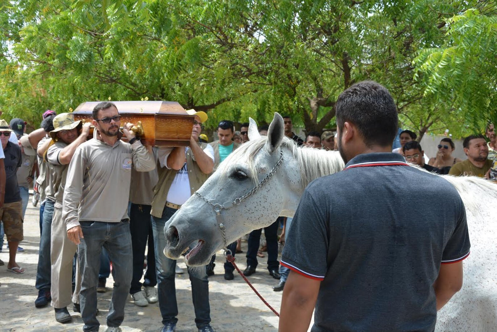 Horse Says Last Goodbye To Best Friend At His Funeral - The Dodo