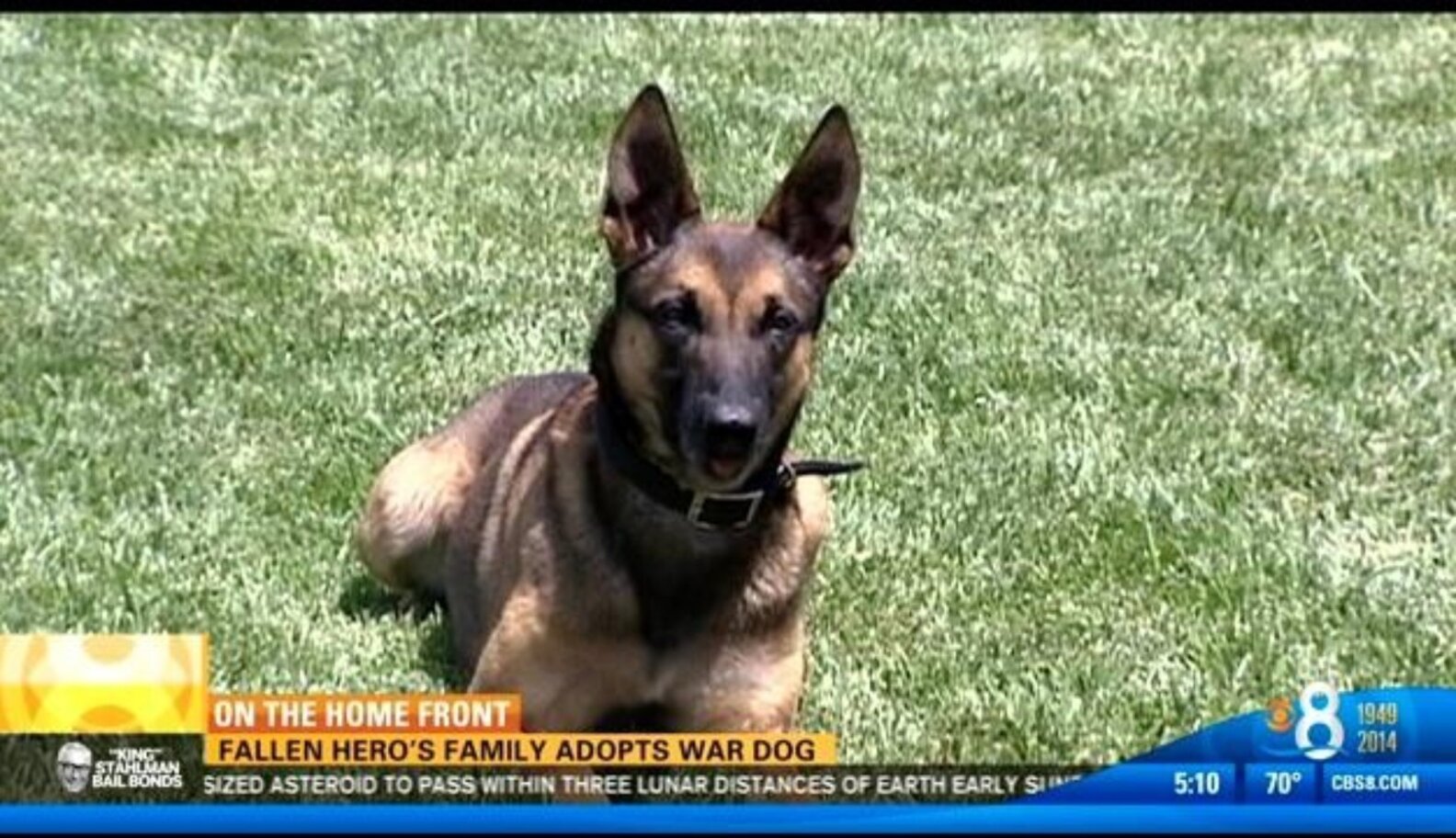 Parents Of Fallen Soldier Adopt The Dog Who Stood By Him Through War ...