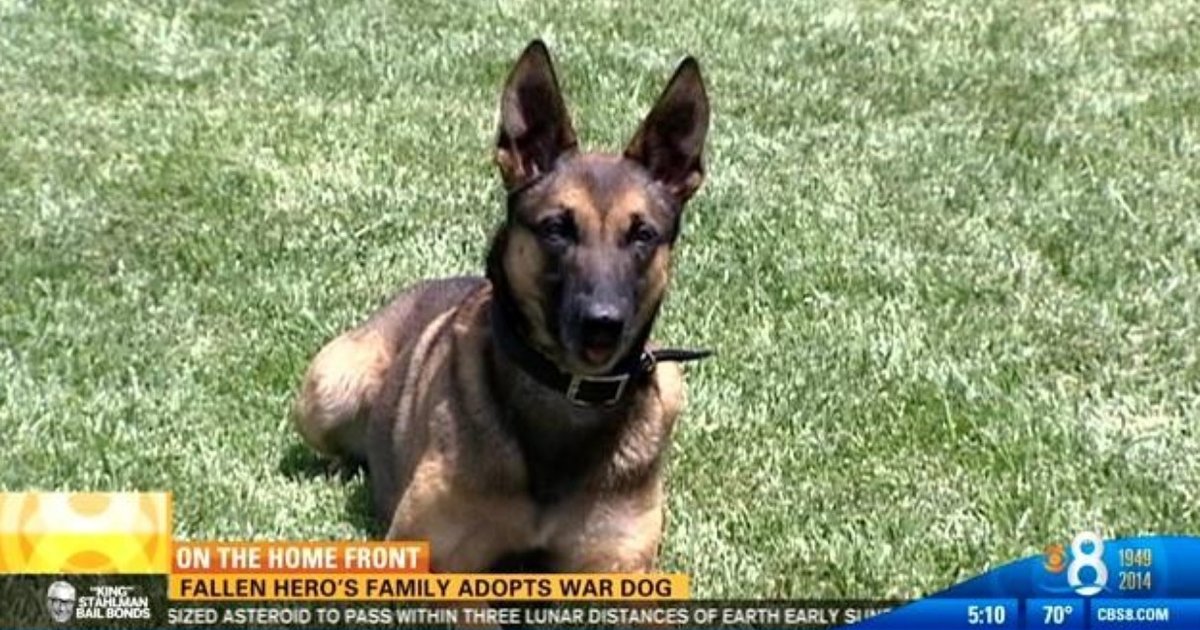 Parents Of Fallen Soldier Adopt The Dog Who Stood By Him Through War ...