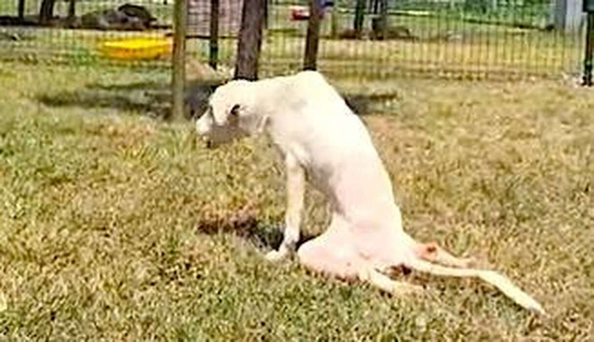 How Do You Keep A Paralyzed Dog Clean