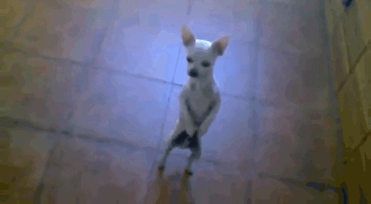 The 9 Most Talented Dancers Of The Animal Kingdom - The Dodo