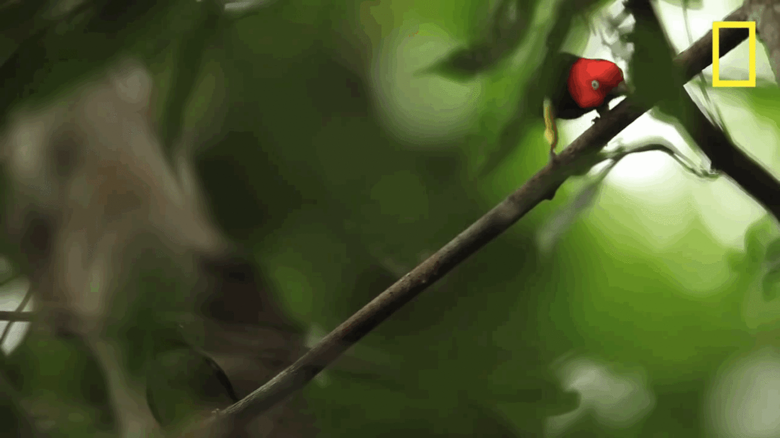 The 9 Most Talented Dancers Of The Animal Kingdom - The Dodo