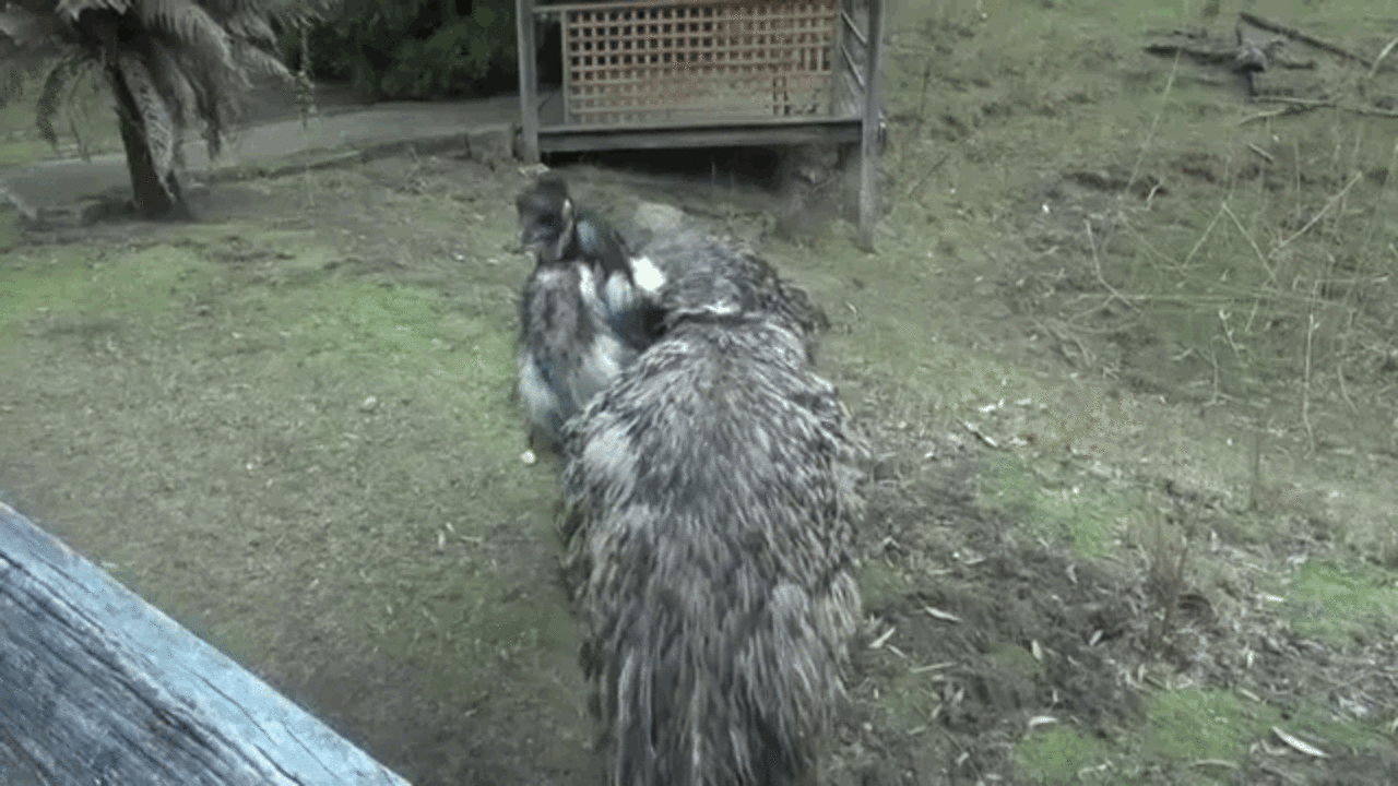 The 9 Most Talented Dancers Of The Animal Kingdom - The Dodo