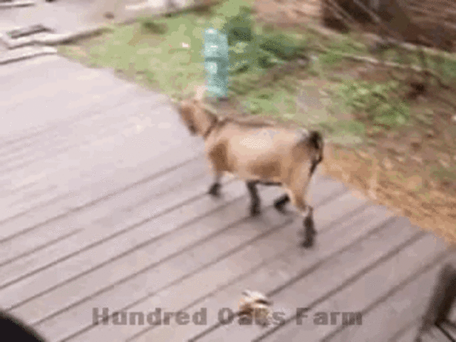 The 9 Most Talented Dancers Of The Animal Kingdom - The Dodo