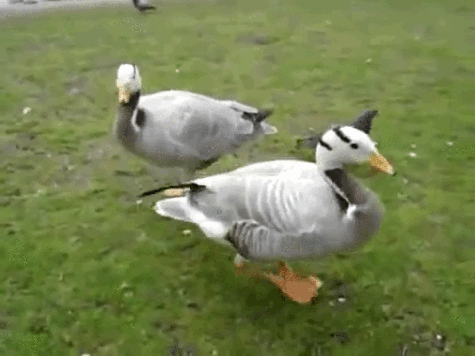 The 9 Most Talented Dancers Of The Animal Kingdom - The Dodo