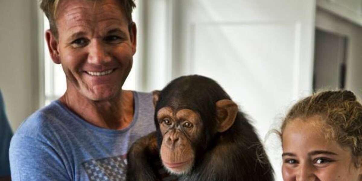 Gordon Ramsay Pulls Footage After Poor Chimp Decision - The Dodo