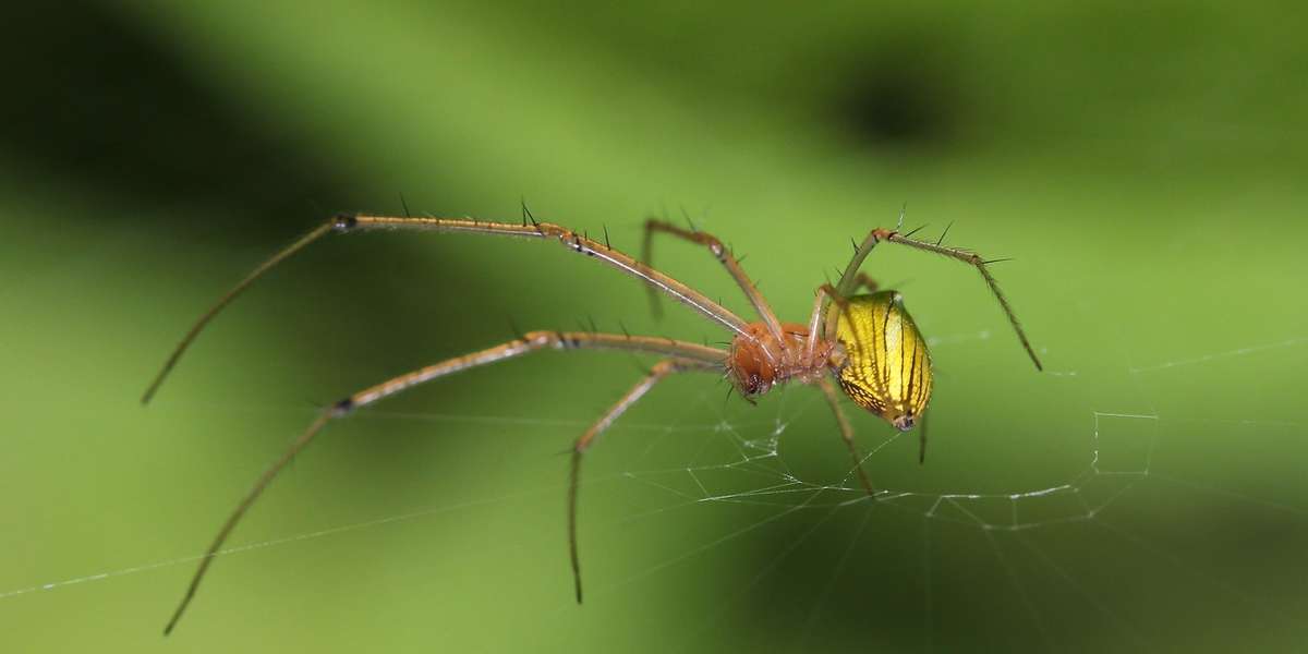 India Biodiversity Portal contributes to discovery of new spider - The Dodo