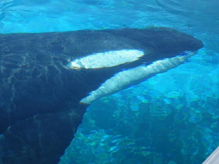 Generations Of Orcas Saved From Life In Tanks - The Dodo