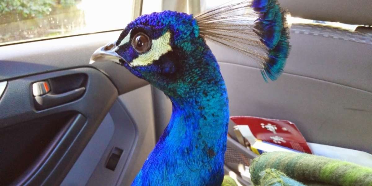 Peacock Shot With Arrow Finds Nice Person To Drive Him To Vet - The Dodo