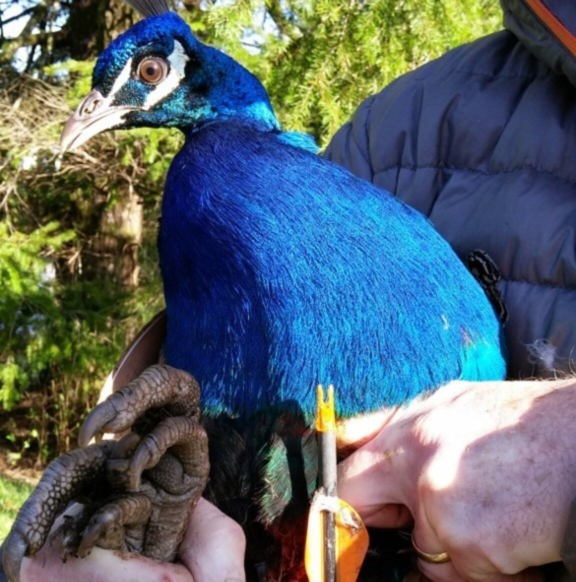 Peacock Shot With Arrow Finds Nice Person To Drive Him To Vet - The Dodo