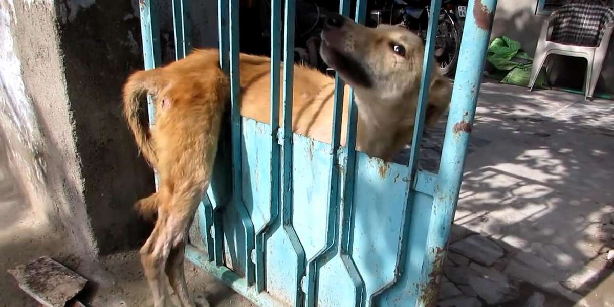 Dog Stuck In Gate Is So Happy To Be Free - Videos - The Dodo