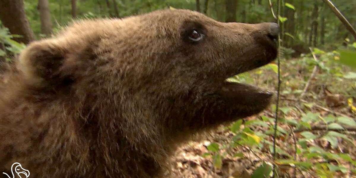 WATCH: Four Paws-itively Awful Bear Jokes - The Dodo