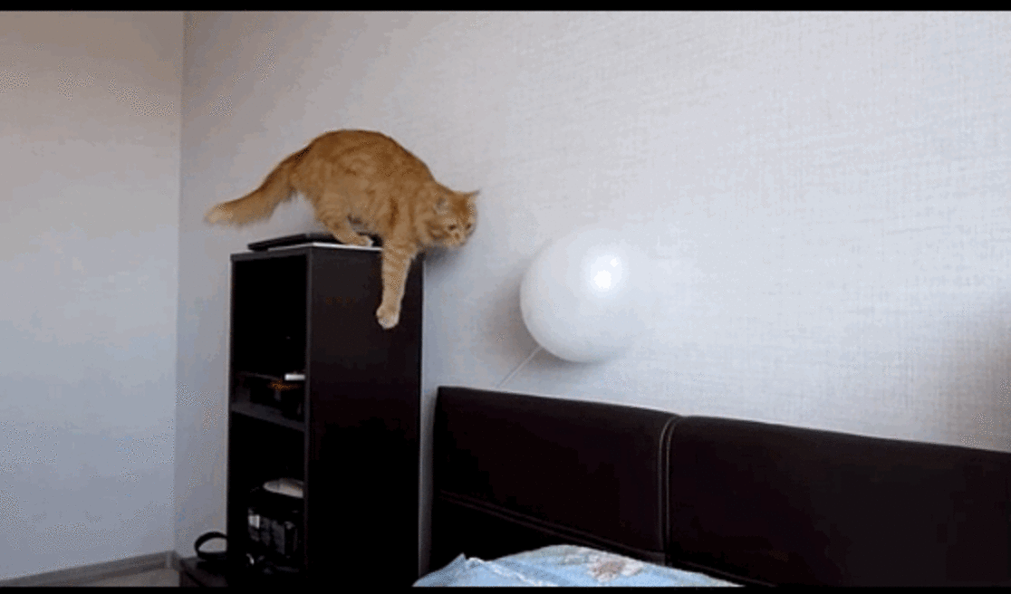 Curious Cat Investigates Balloon In The Name Of Science - The Dodo