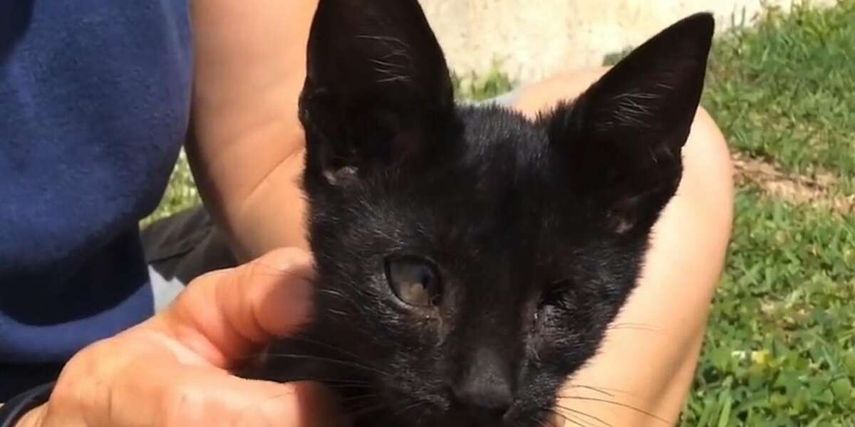 One-Eyed Cat Gets A Family Who Loves All His Imperfections - The Dodo