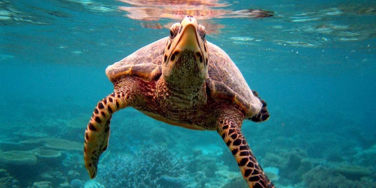 Happy World Wildlife Conservation Day! - The Dodo