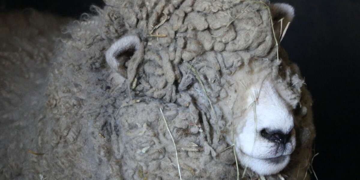 Sheep Gets Major Haircut And Feels Way Lighter On Her Feet - The Dodo