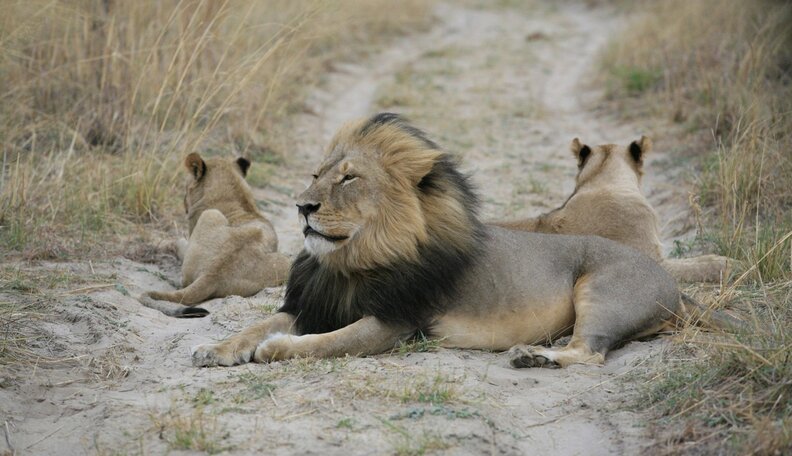 Meet The Killers Hunting The World's Rarest Animals - The Dodo