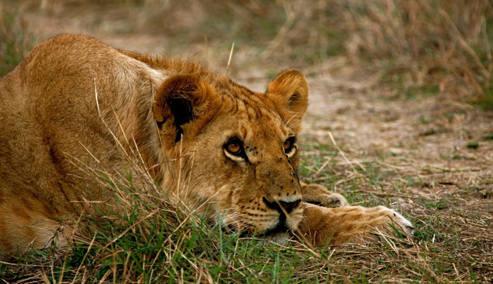 Meet The Killers Hunting The World's Rarest Animals - The Dodo