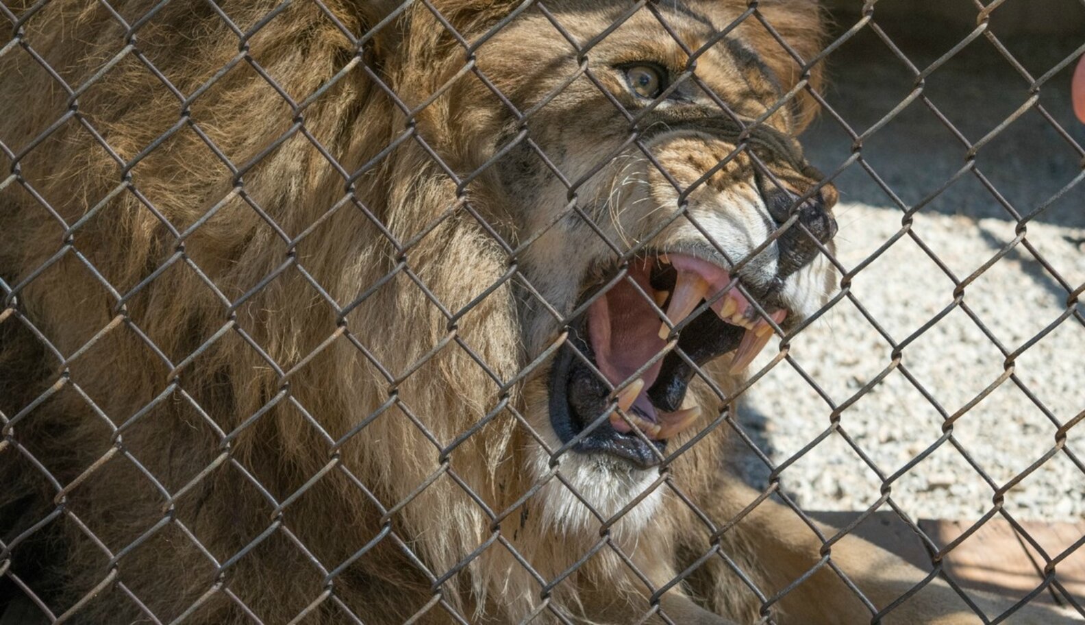 Meet The Killers Hunting The World's Rarest Animals - The Dodo