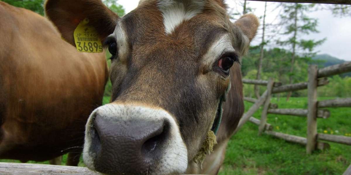 Farmer Risks Radiation To Save Fukushima's Abandoned Cows - The Dodo