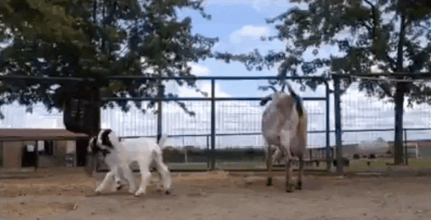 Bouncy Goat Teaches Her Daughters How To Truly Frolic - The Dodo