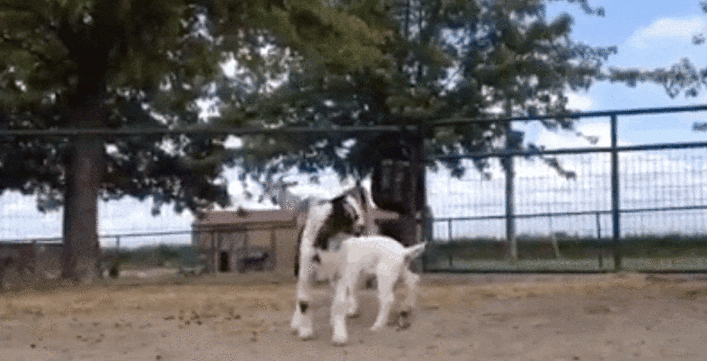 Bouncy Goat Teaches Her Daughters How To Truly Frolic - The Dodo