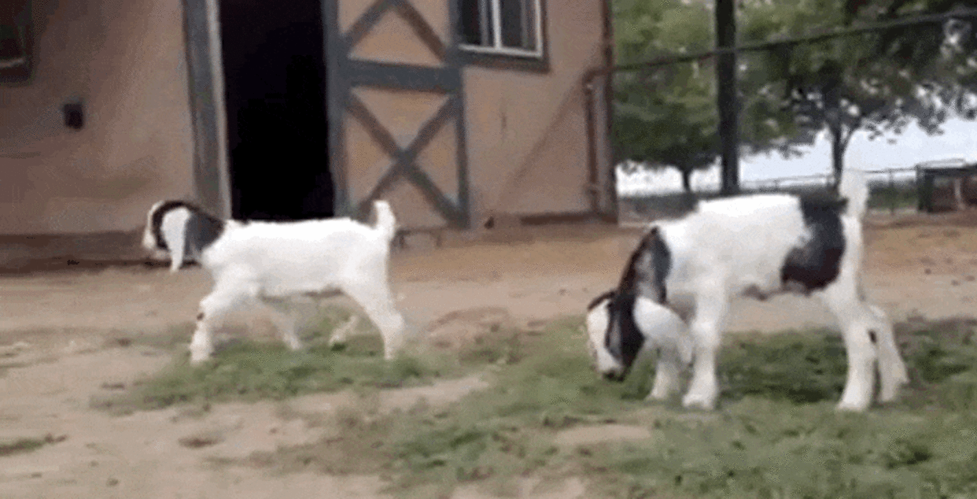 Bouncy Goat Teaches Her Daughters How To Truly Frolic - The Dodo