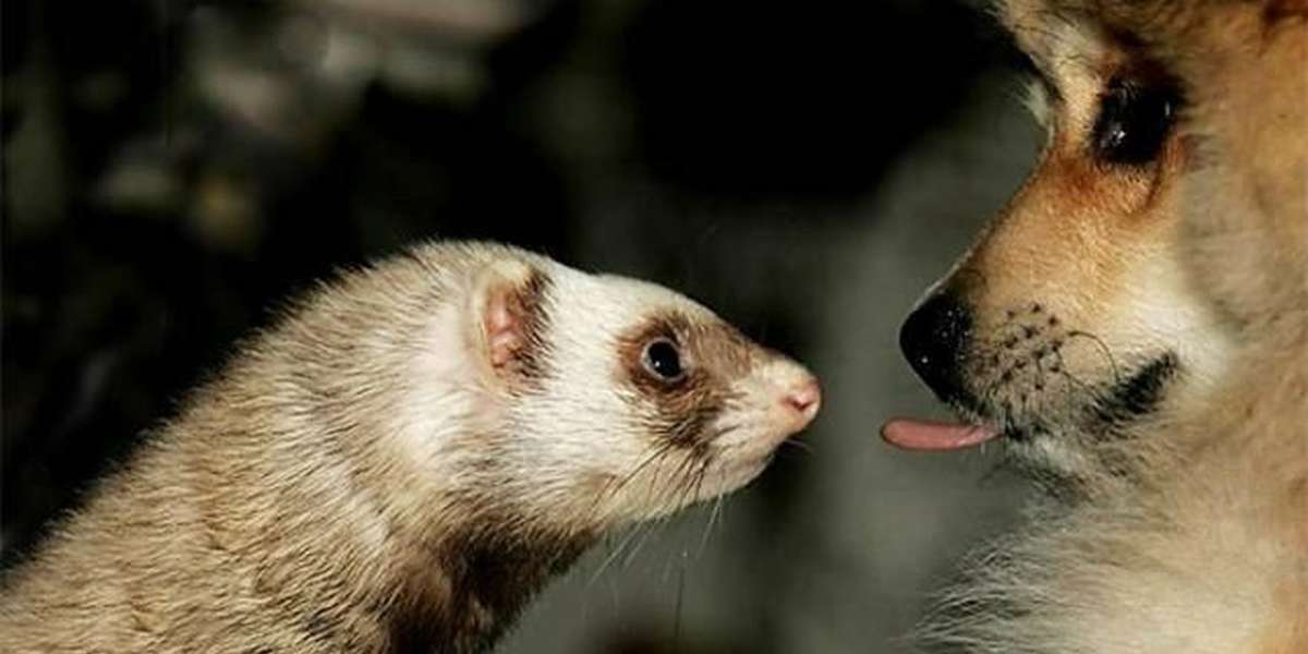 21 Dogs Who Are Best Friends With The Ferret - The Dodo