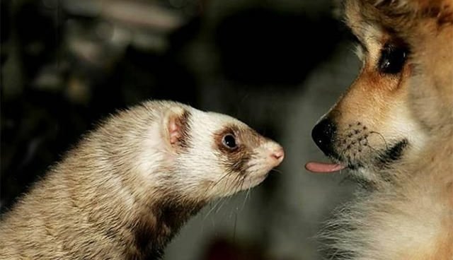 21 Dogs Who Are Best Friends With The Ferret - The Dodo