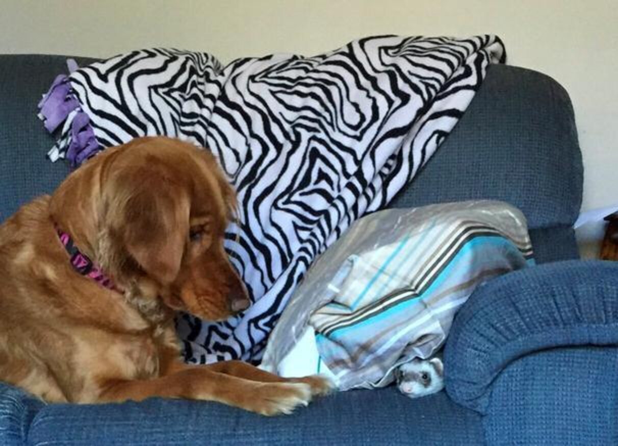 21 Dogs Who Are Best Friends With The Ferret - The Dodo