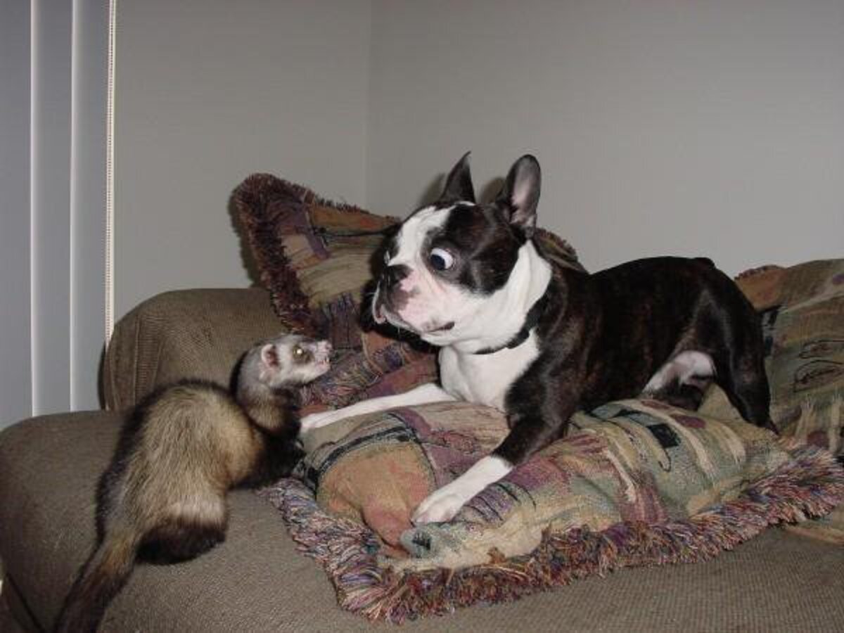 21 Dogs Who Are Best Friends With The Ferret - The Dodo