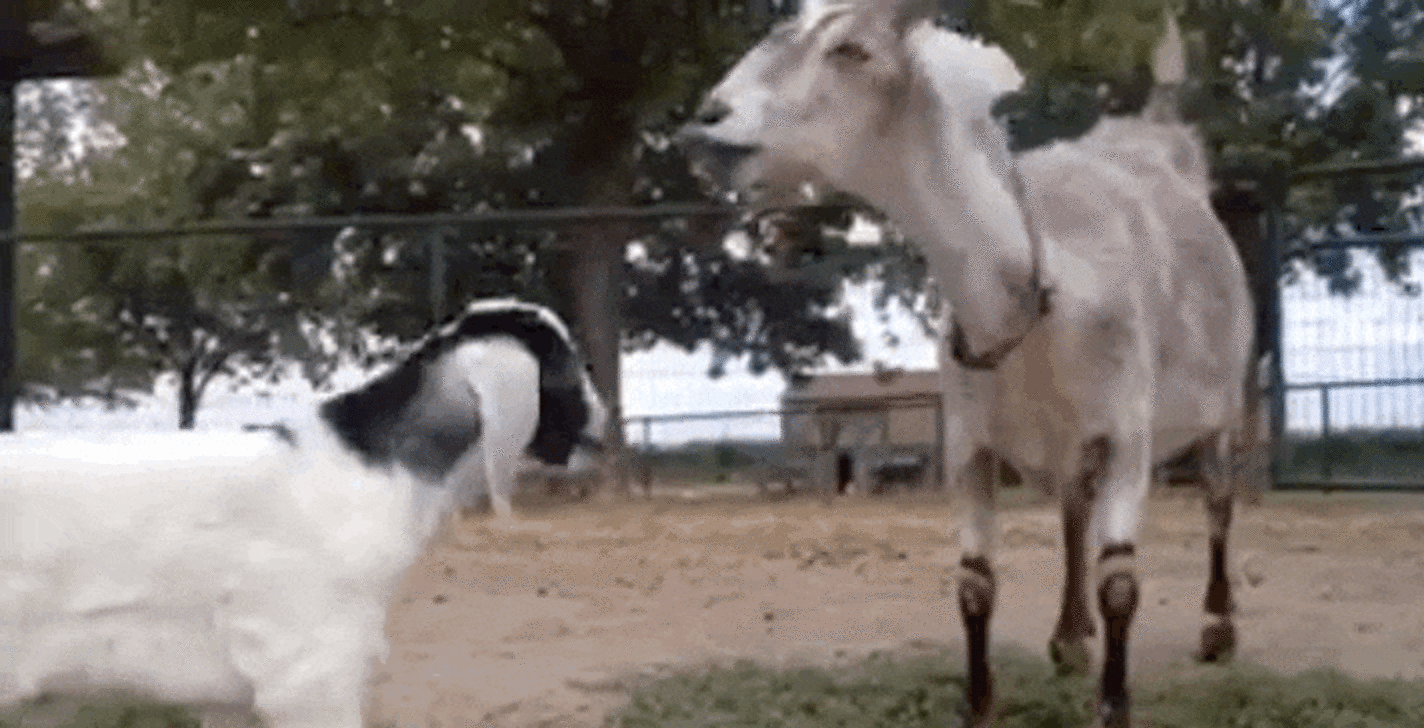Bouncy Goat Teaches Her Daughters How To Truly Frolic - The Dodo
