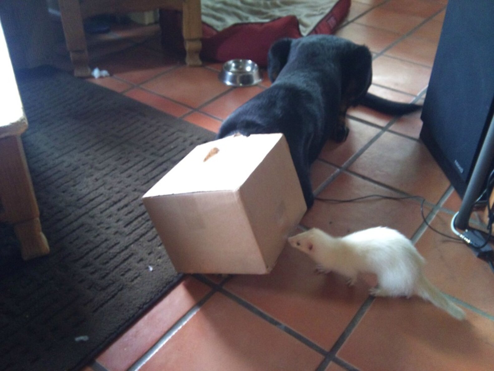 21 Dogs Who Are Best Friends With The Ferret - The Dodo