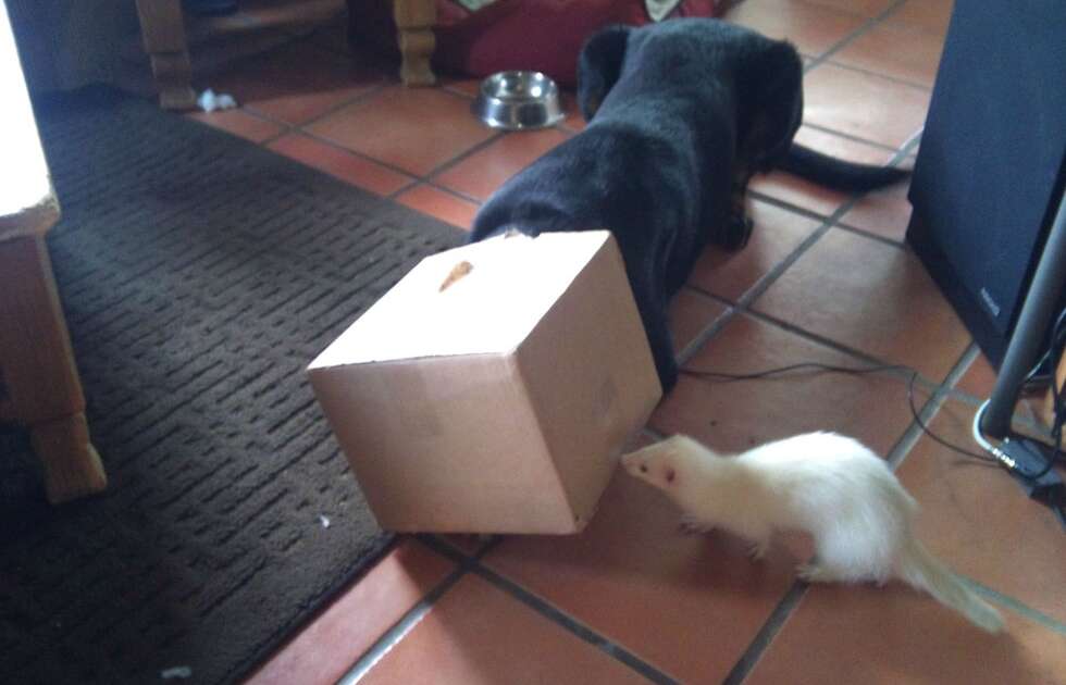 21 Dogs Who Are Best Friends With The Ferret - The Dodo