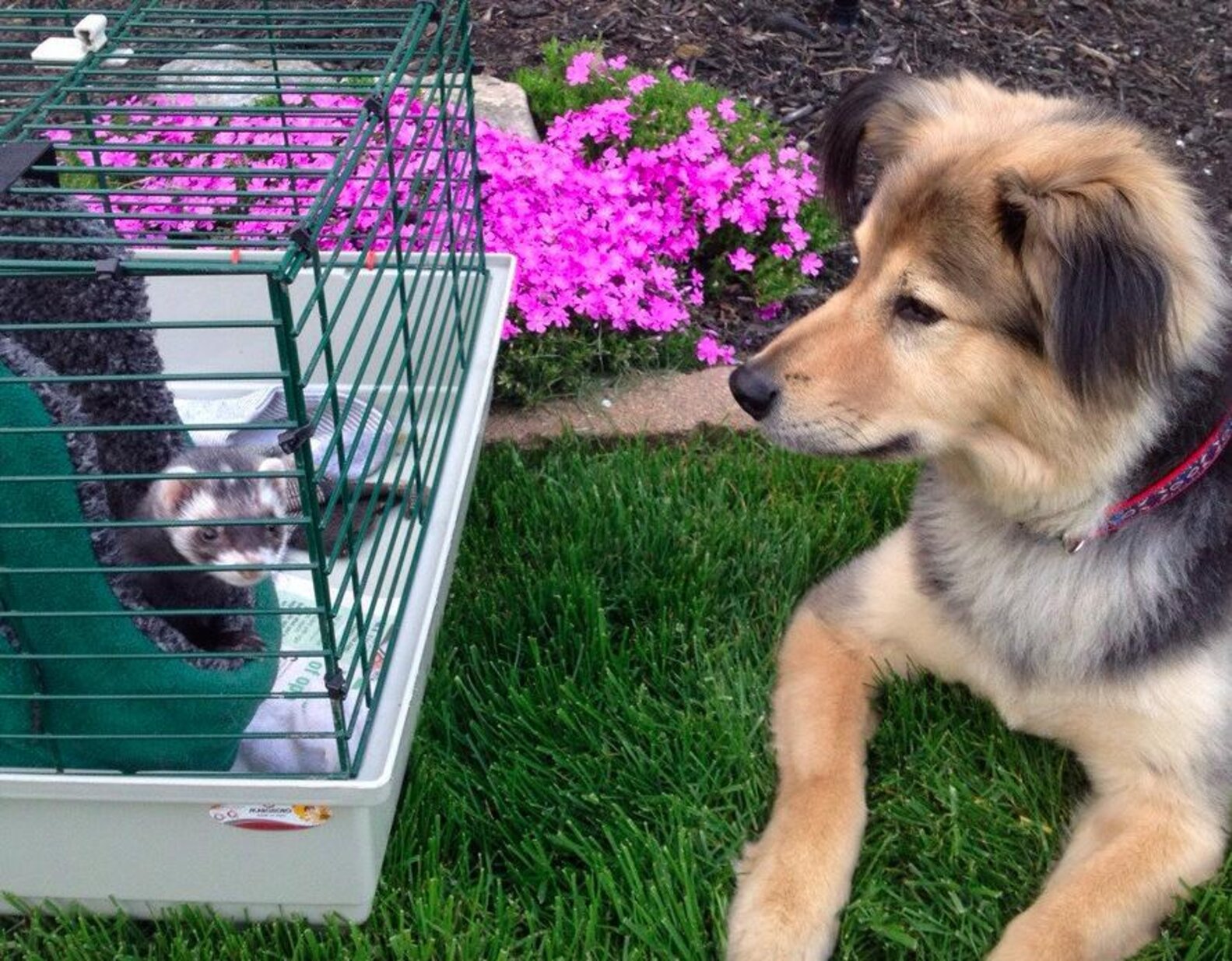 21 Dogs Who Are Best Friends With The Ferret - The Dodo