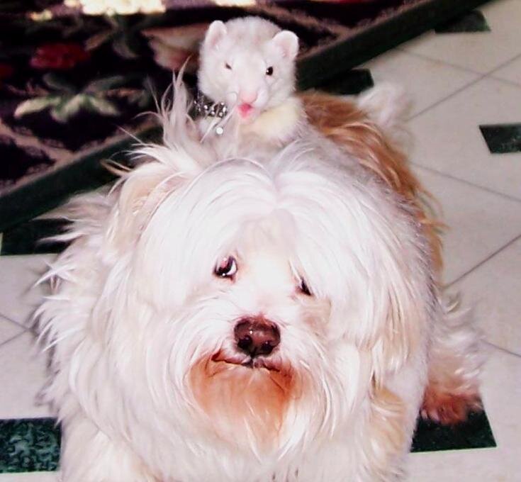 21 Dogs Who Are Best Friends With The Ferret - The Dodo