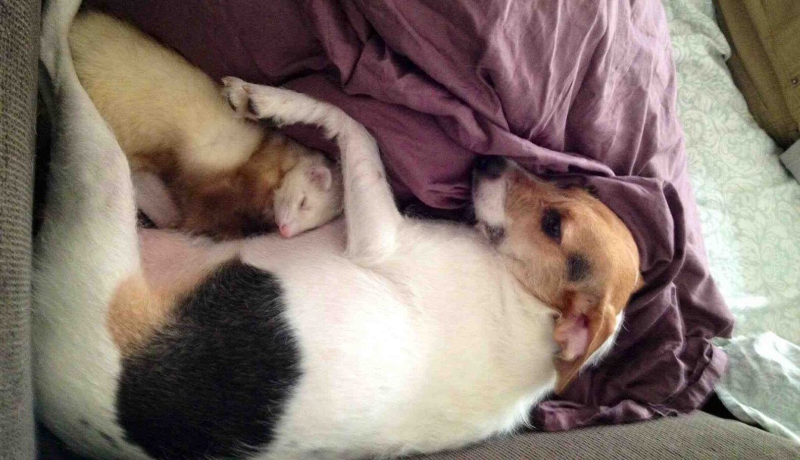 21 Dogs Who Are Best Friends With The Ferret - The Dodo