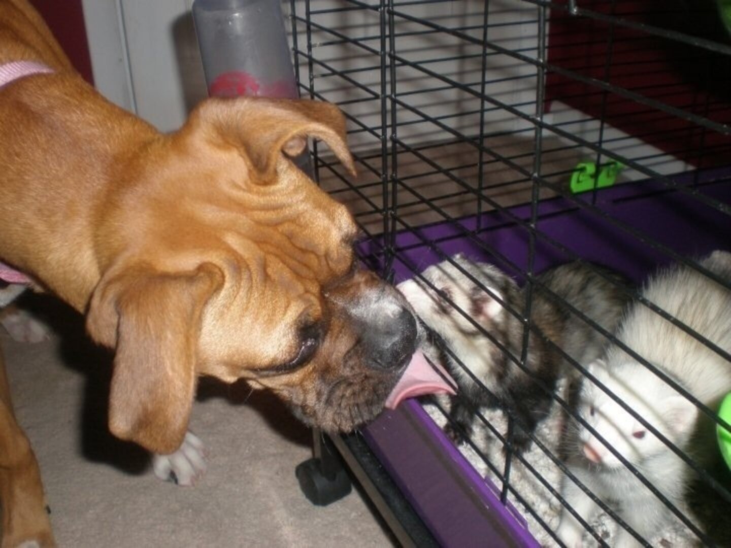 21 Dogs Who Are Best Friends With The Ferret - The Dodo