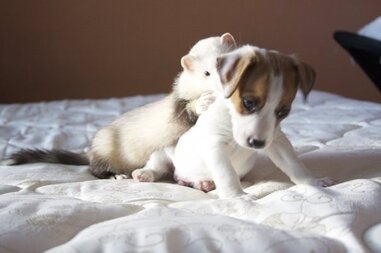 21 Dogs Who Are Best Friends With The Ferret - The Dodo