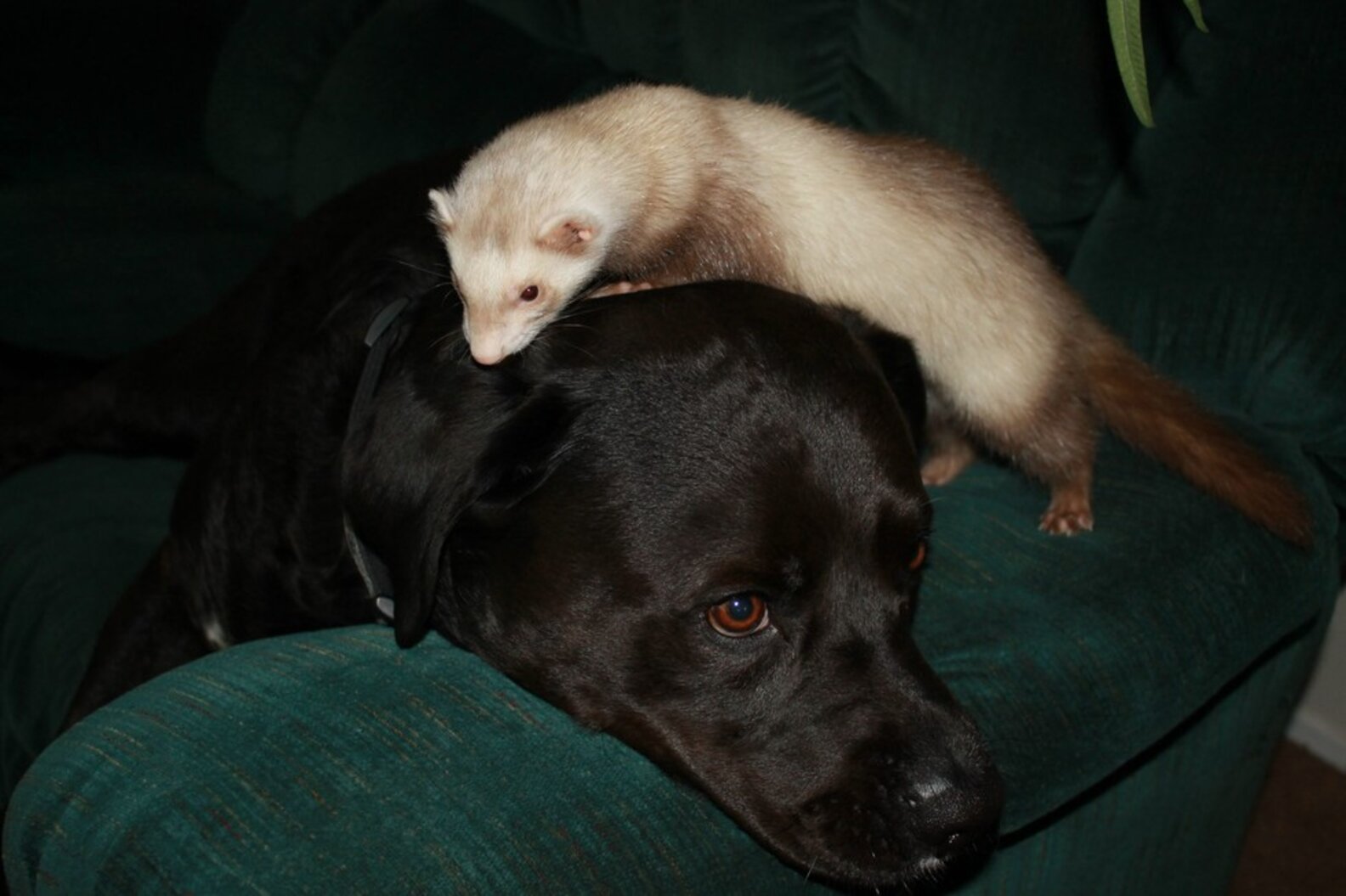 21 Dogs Who Are Best Friends With The Ferret - The Dodo