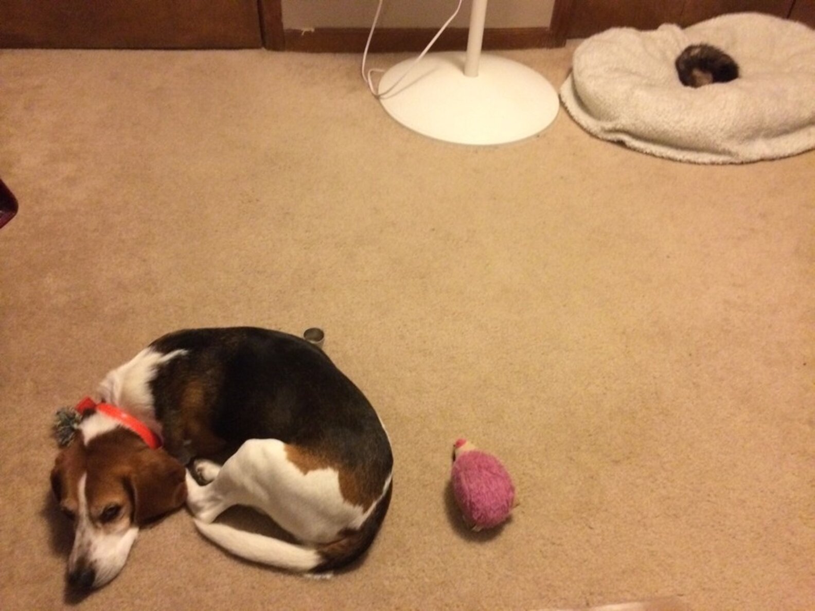 21 Dogs Who Are Best Friends With The Ferret - The Dodo