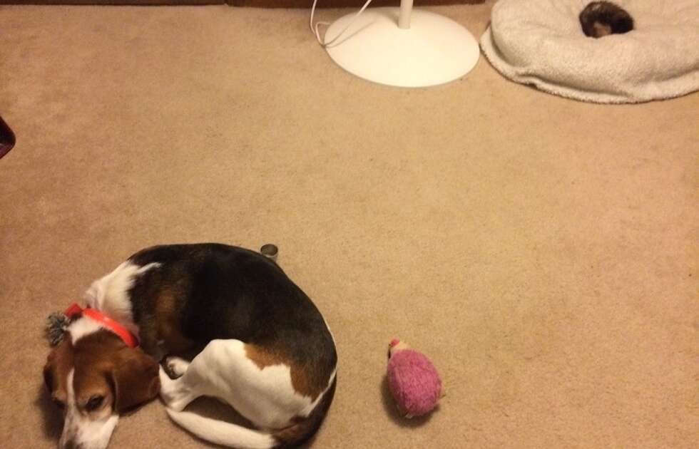 21 Dogs Who Are Best Friends With The Ferret - The Dodo