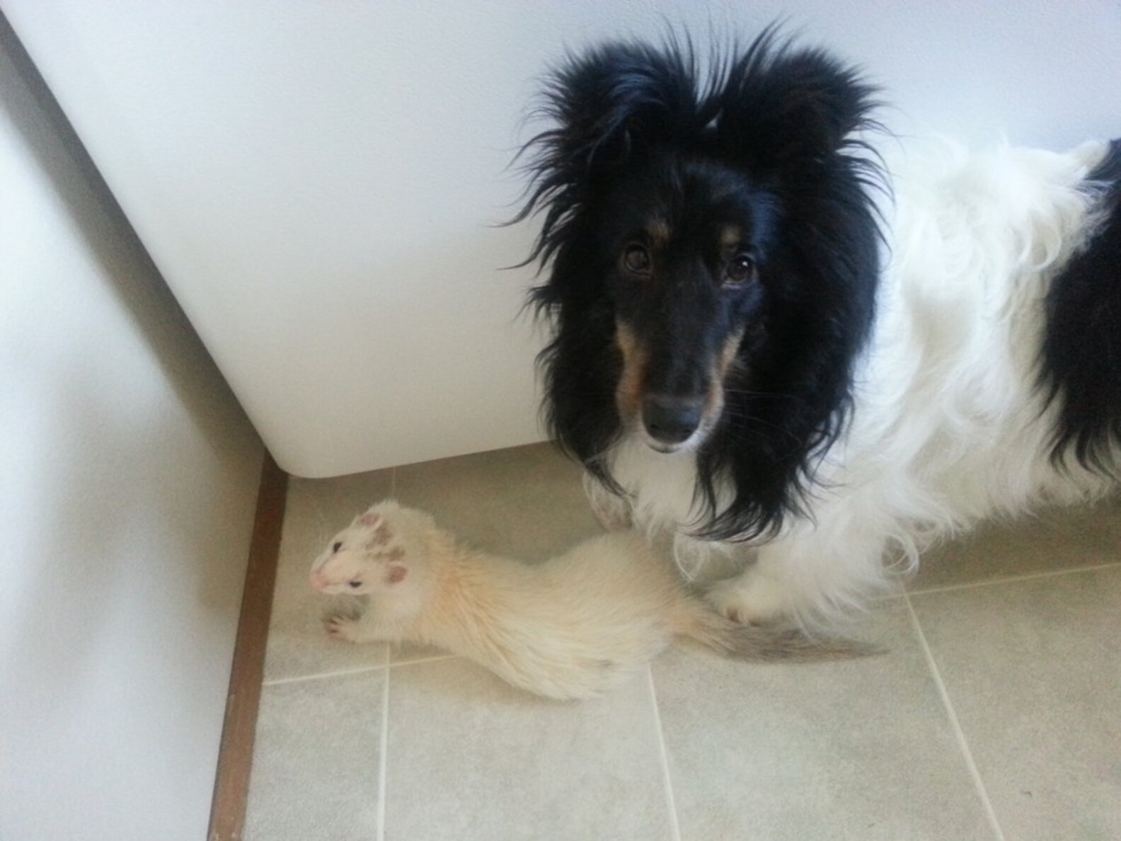 21 Dogs Who Are Best Friends With The Ferret - The Dodo