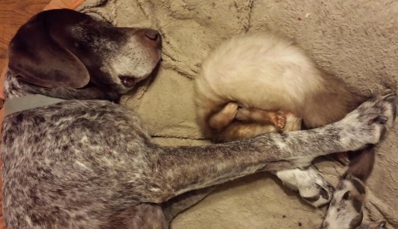 21 Dogs Who Are Best Friends With The Ferret - The Dodo