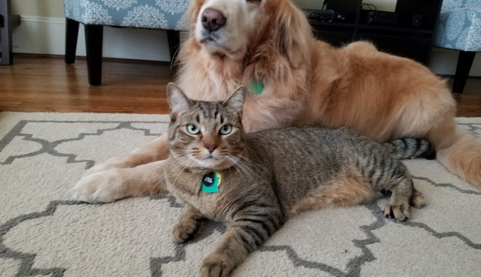 Cat Comforts His Dog Brother Who Just Went Through Surgery - The Dodo