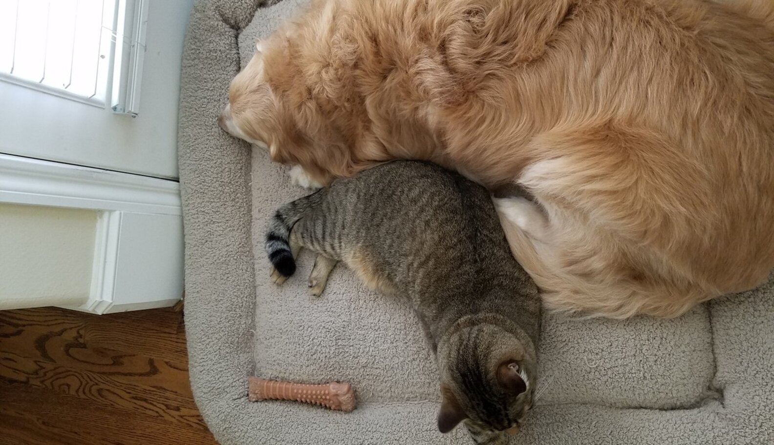 Cat Comforts His Dog Brother Who Just Went Through Surgery - The Dodo
