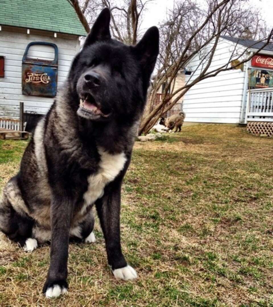 Sweet Siblings Serve As Seeing-Eye Dogs To Help Their Blind Sister ...
