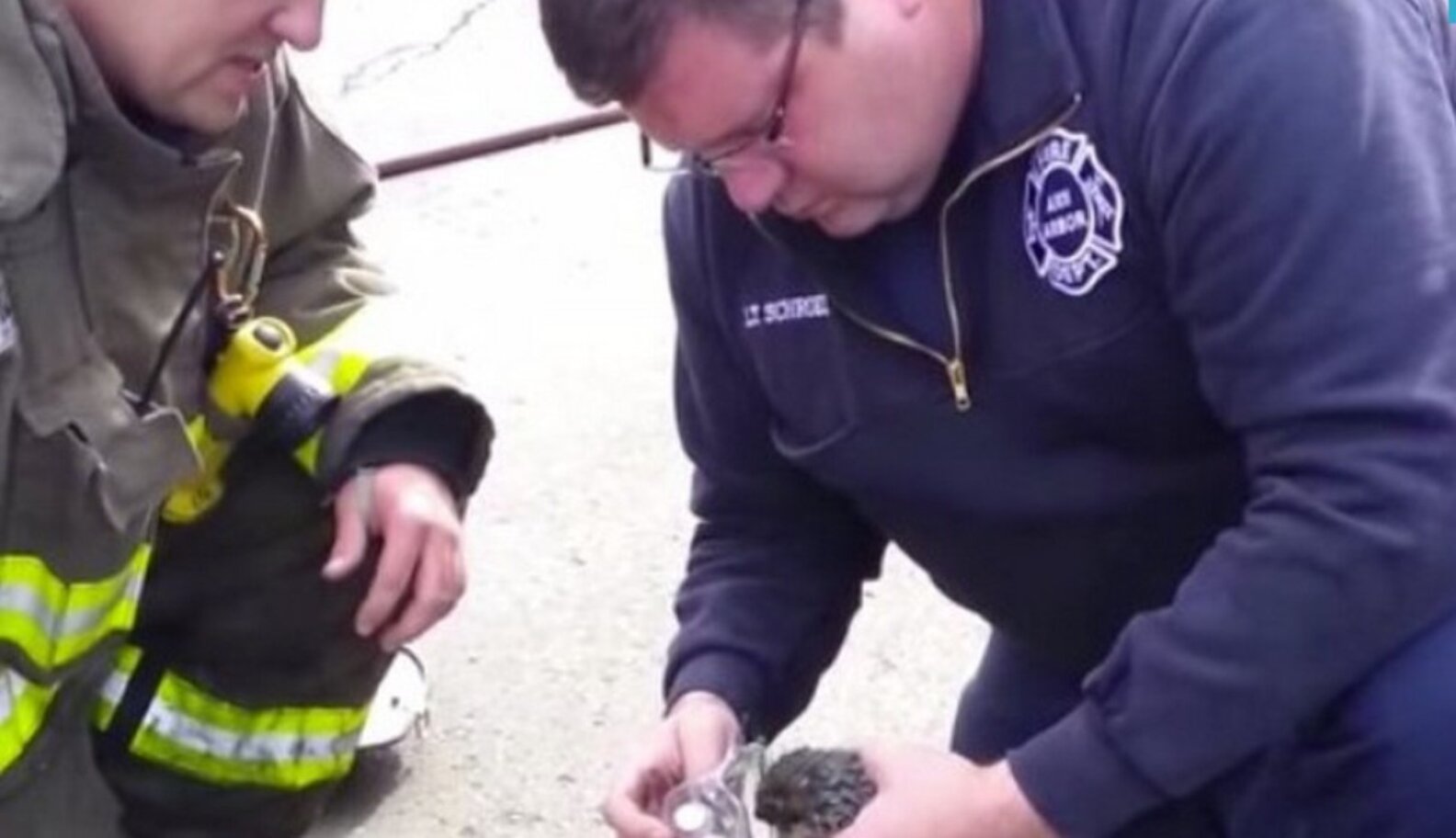 Heroic Firefighter Saves Traumatized Baby Squirrel With Oxygen Mask ...