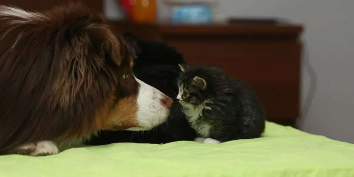 8 Of The Cutest Staring Contests Ever - The Dodo