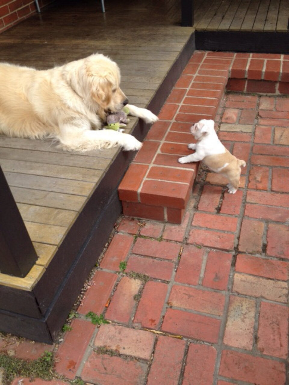 8 Of The Cutest Staring Contests Ever - The Dodo